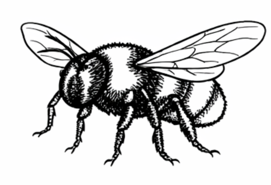 How To Draw a Bumblebee